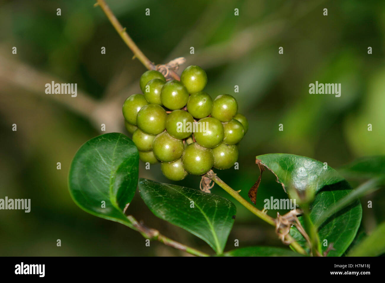 The fruits of Rhynchoglossum abliquum (wild fruits, non-edible Stock ...