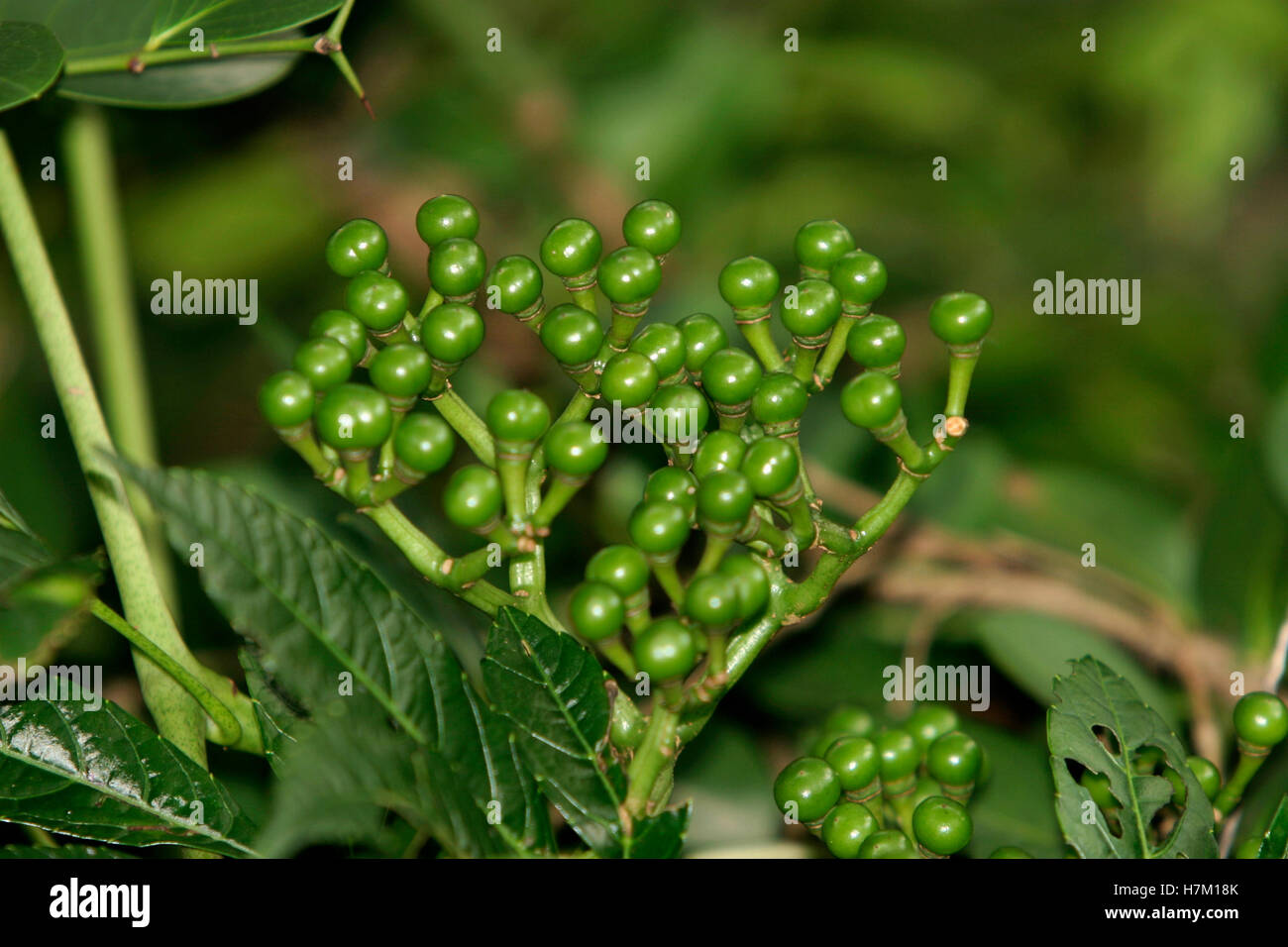 The fruits of Liya Indica (wild fruits, non-edible Stock Photo - Alamy