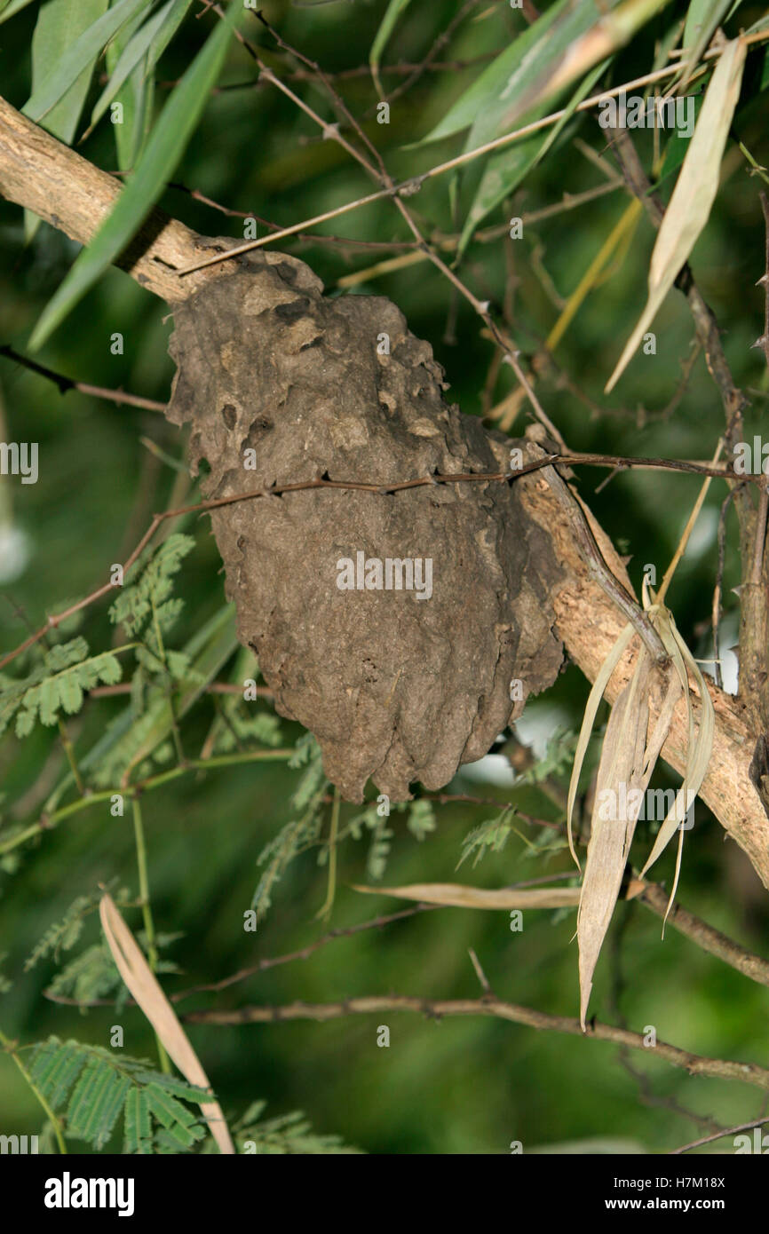 The nest of Crimastogastor ants or cocktail ants Stock Photo - Alamy