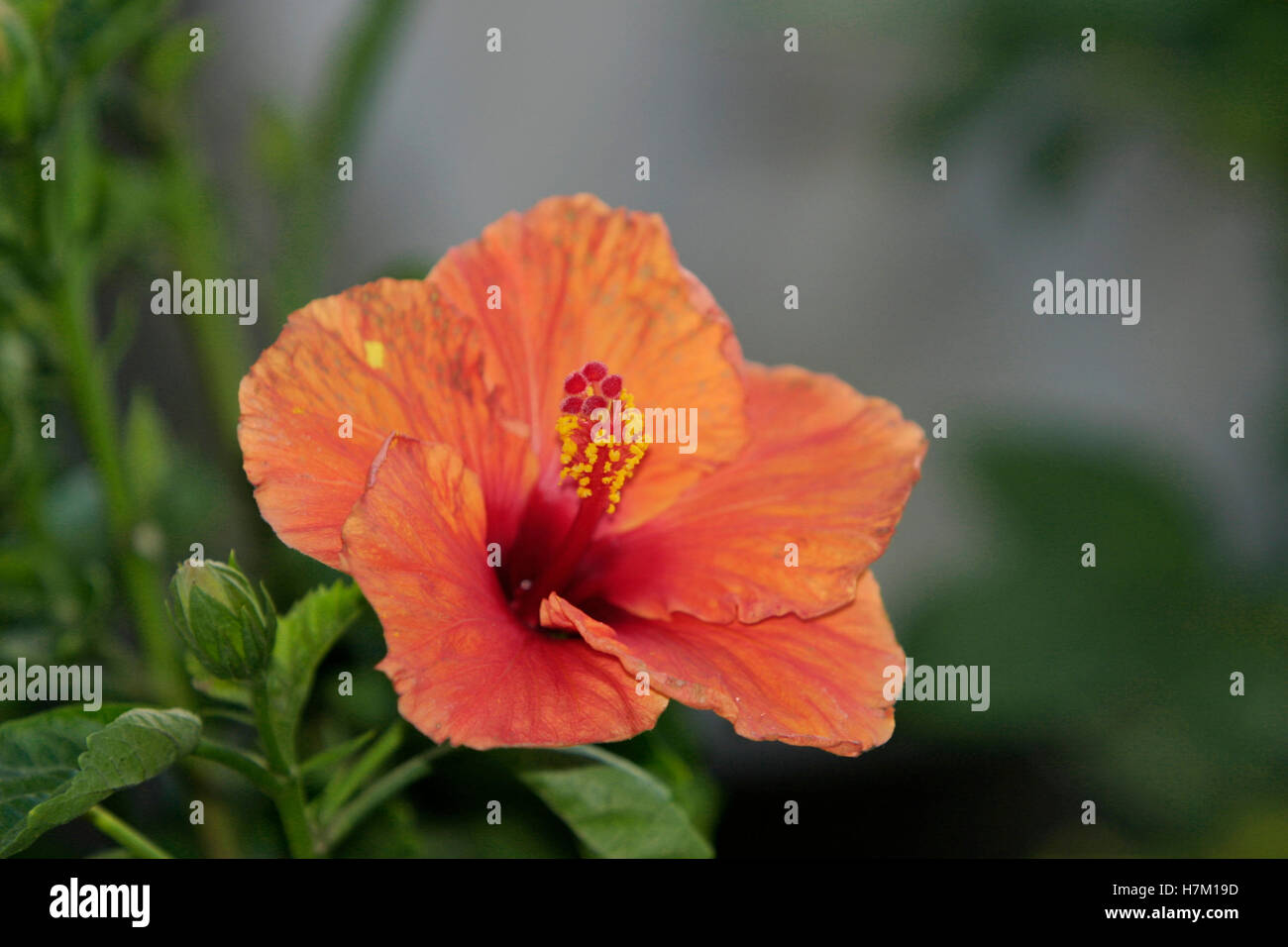 Indian hibiscus flowers hi-res stock photography and images - Alamy
