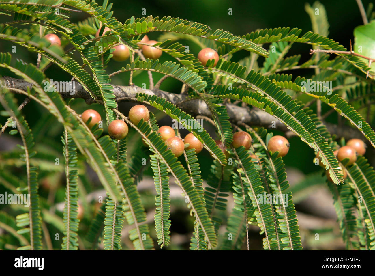 Awla—Medicinal fruits and fruits are used in Shampoos and Hair oils ...