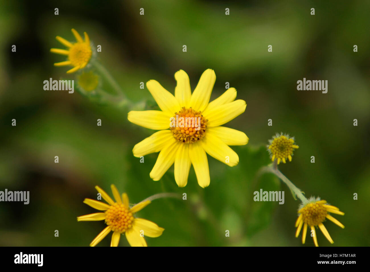 Senecio bombayensis, Wild flower during monsoon, Western Ghats, India ...