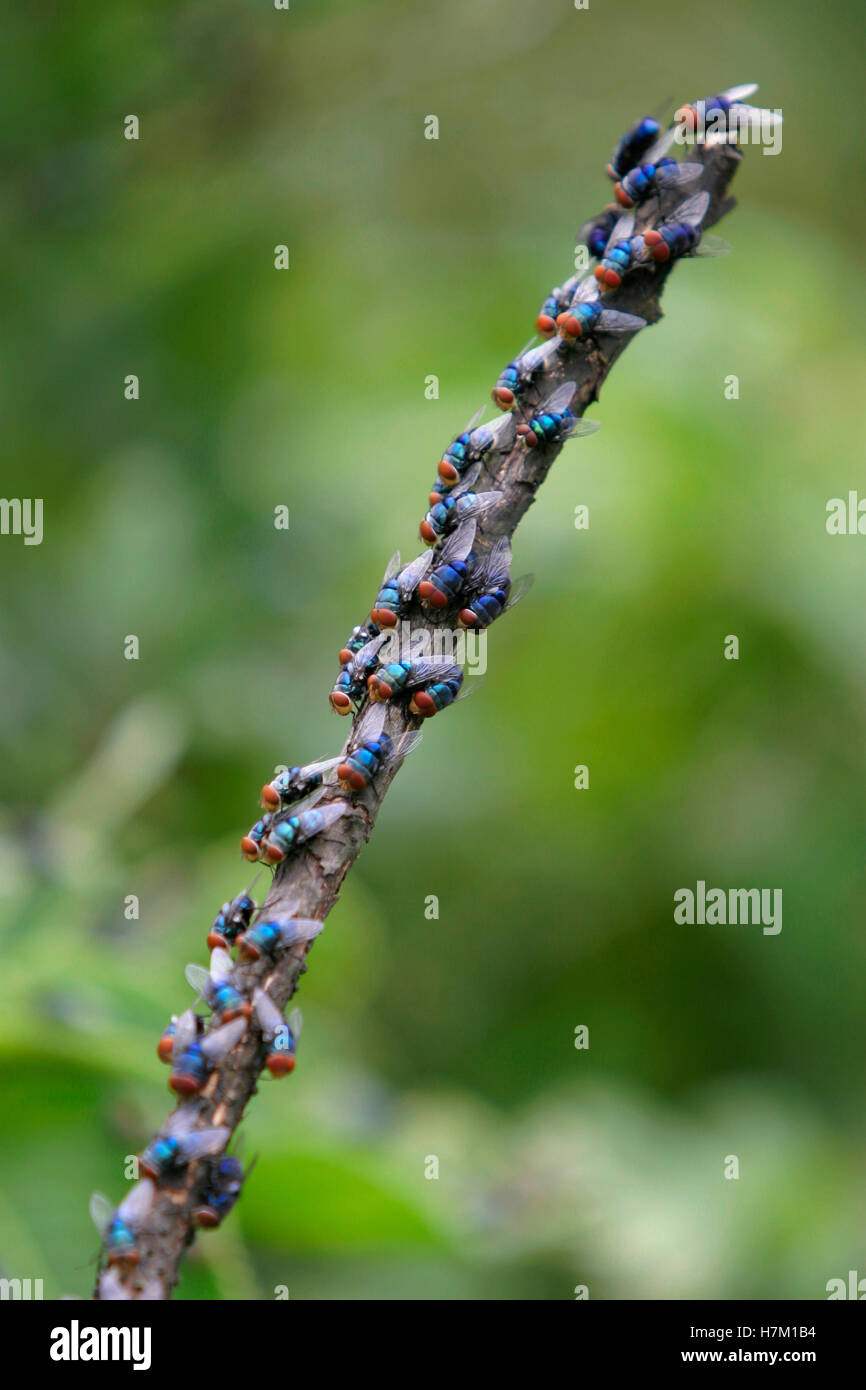 Blue bottle flies hi-res stock photography and images - Alamy
