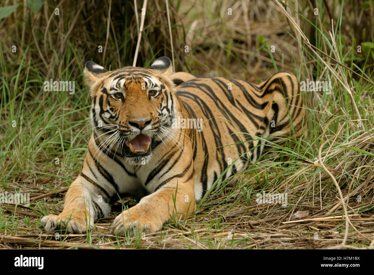 Panther Tigers, Female Tiger - Kanha Tiger reserve, Madhya Pradesh ...
