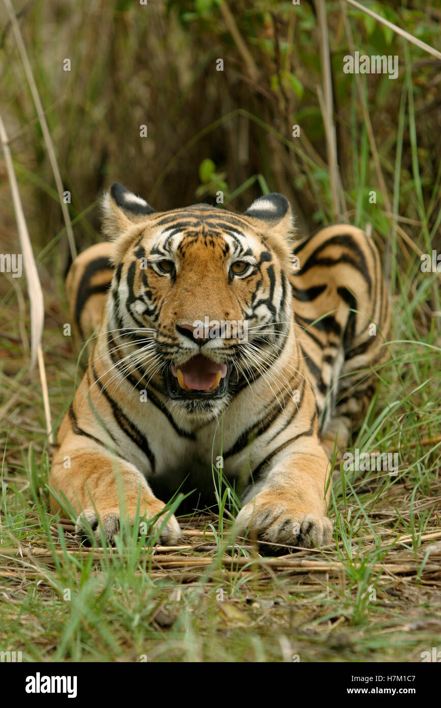 Panthera Tigers, Female Tiger - Kanha Tiger reserve, Madhya Pradesh ...