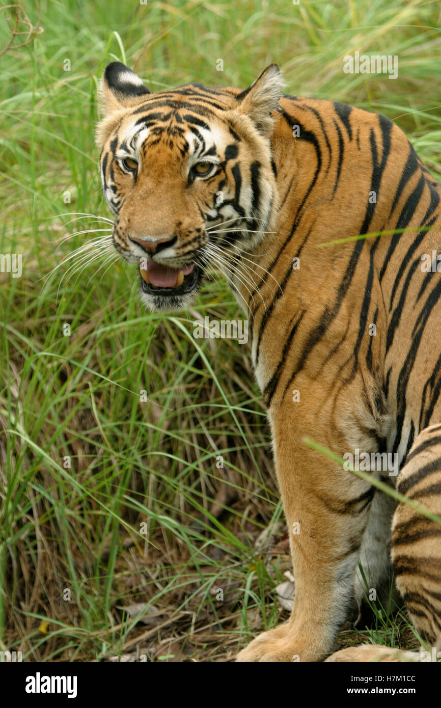 Panthera Tigers, Female Tiger - Kanha Tiger reserve, Madhya Pradesh ...