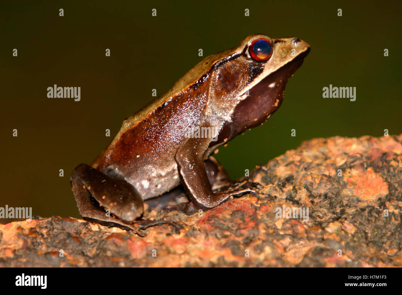 Clinotarsus curtipes hi-res stock photography and images - Alamy