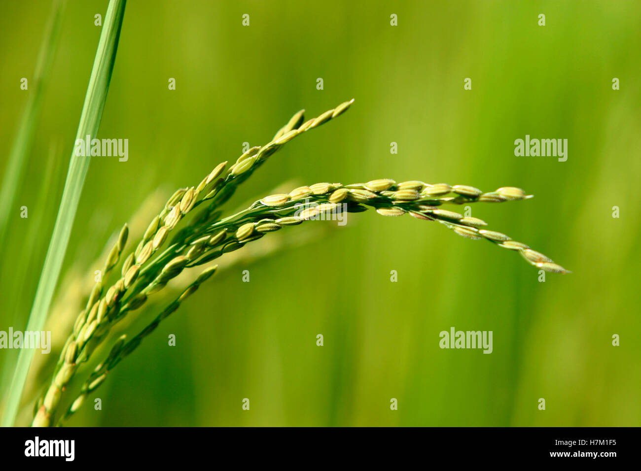 Leaves of paddy hi-res stock photography and images - Alamy