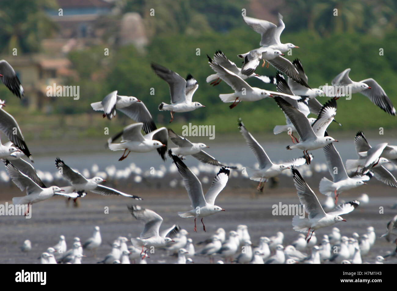 Sea gulls family Laridae Stock Photo - Alamy