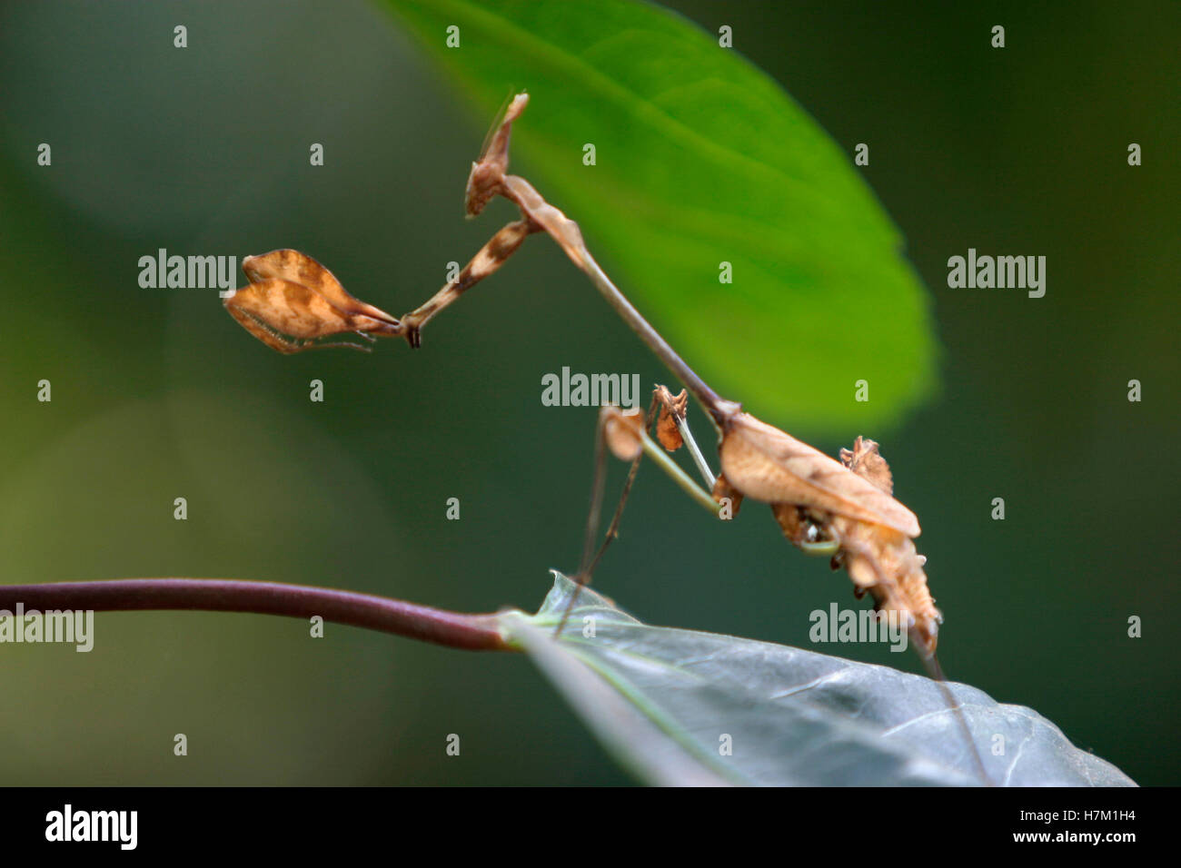 Praying mantis face close up hi-res stock photography and images - Alamy