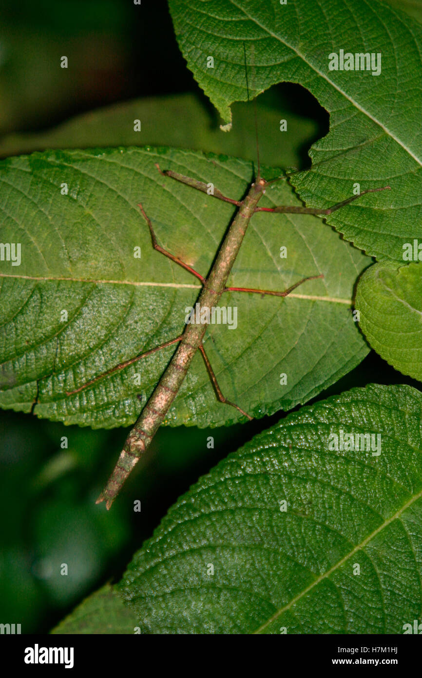 Giant stick bug hi-res stock photography and images - Alamy