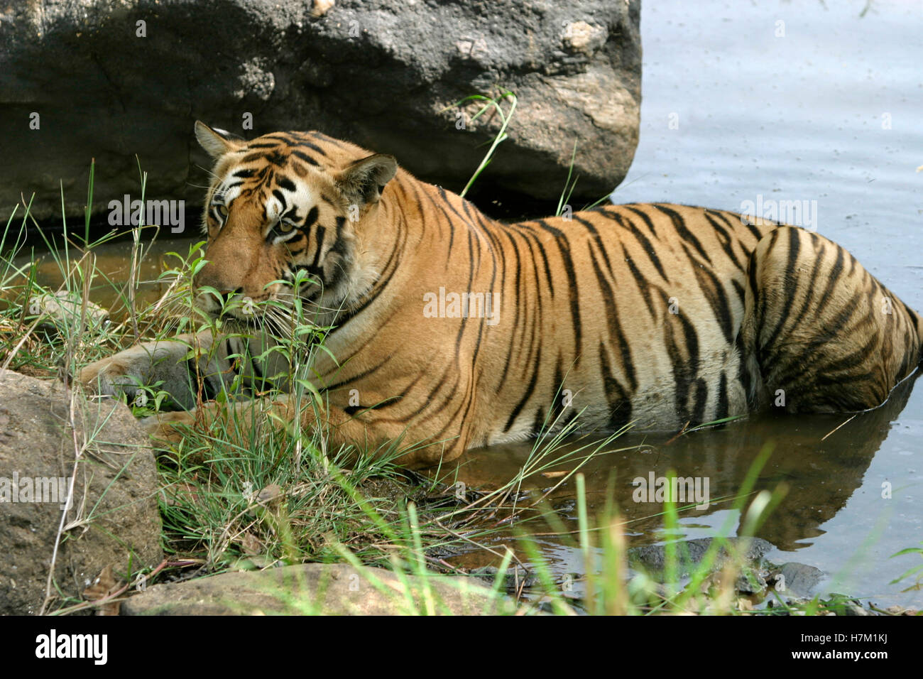 Male tiger, Panthera tigris, Kanha National Park, Madhya Pradesh, India ...