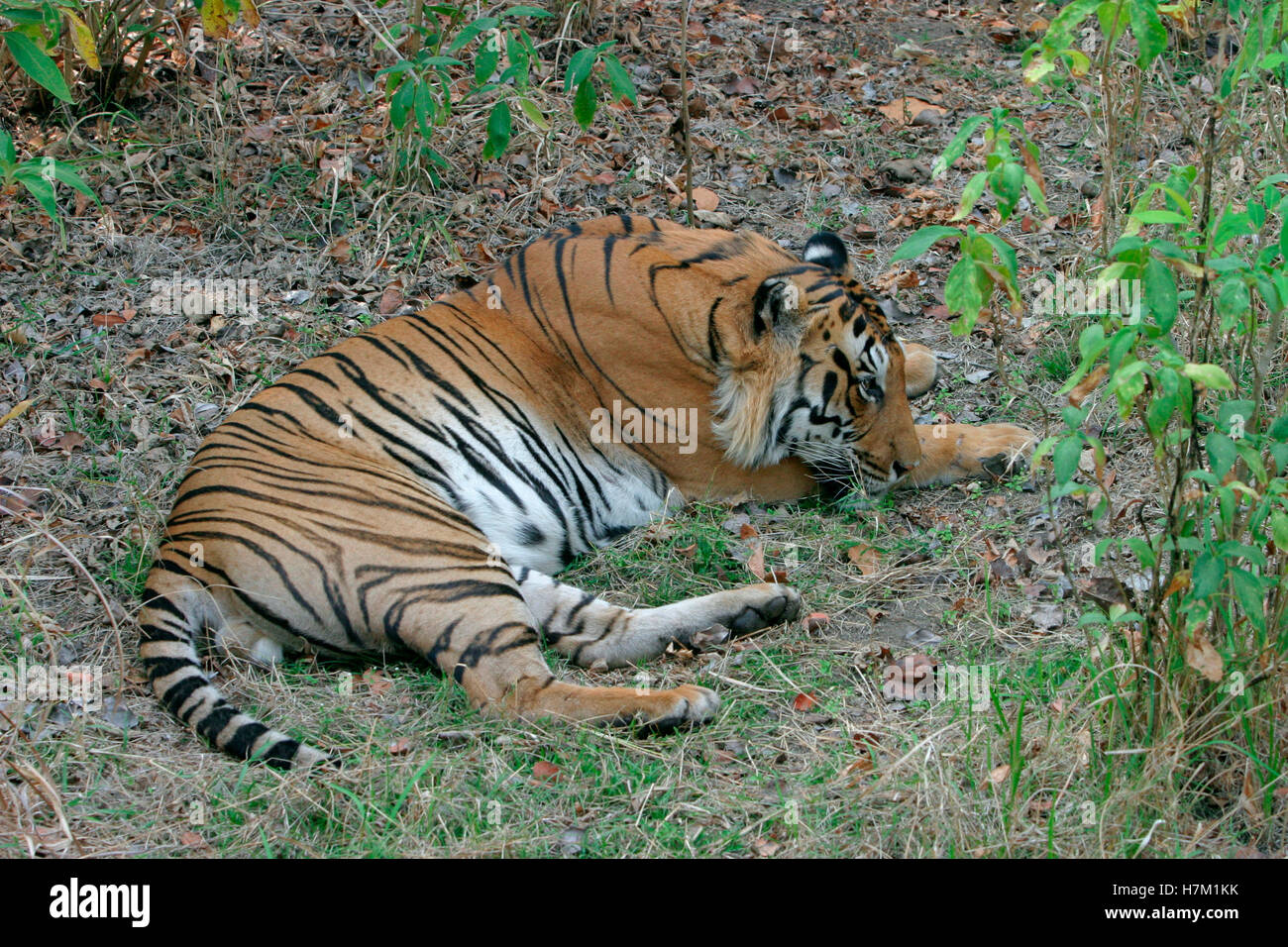Male tiger, Panthera tigris, Kanha National Park, Madhya Pradesh, India ...