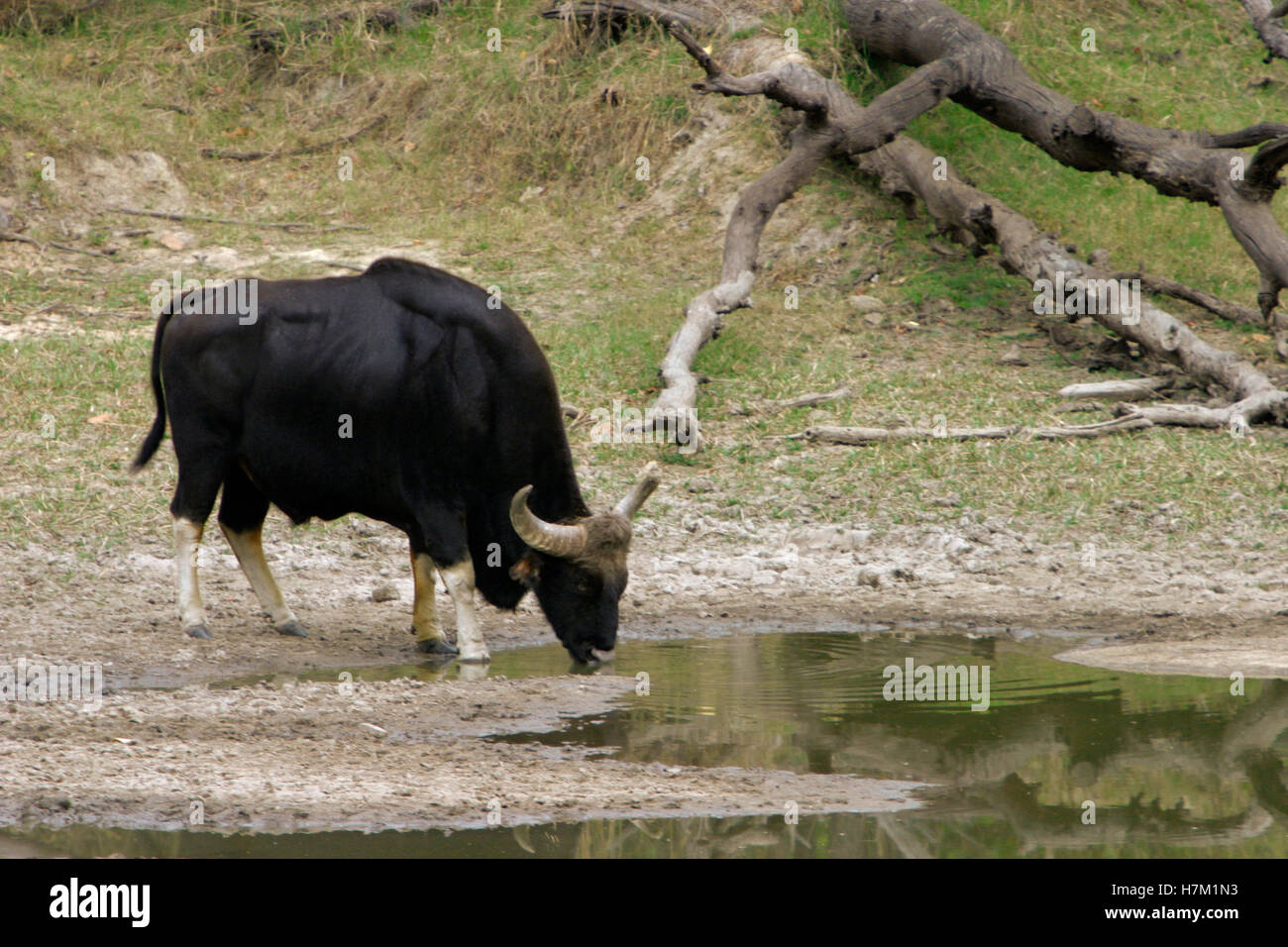 Kanha national park hi-res stock photography and images - Alamy