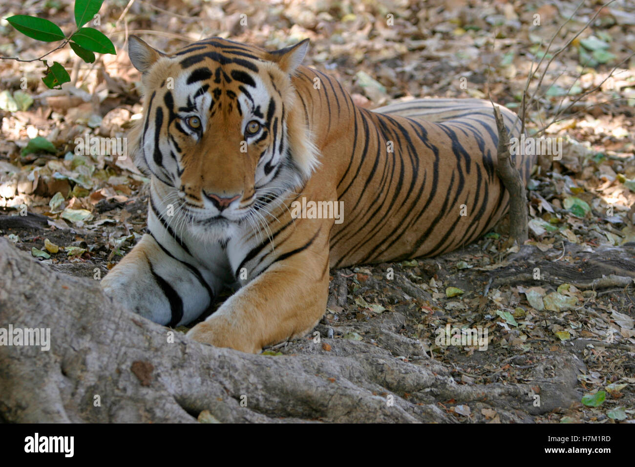 Male tiger, Panthera tigris, Kanha National Park, Madhya Pradesh, India ...