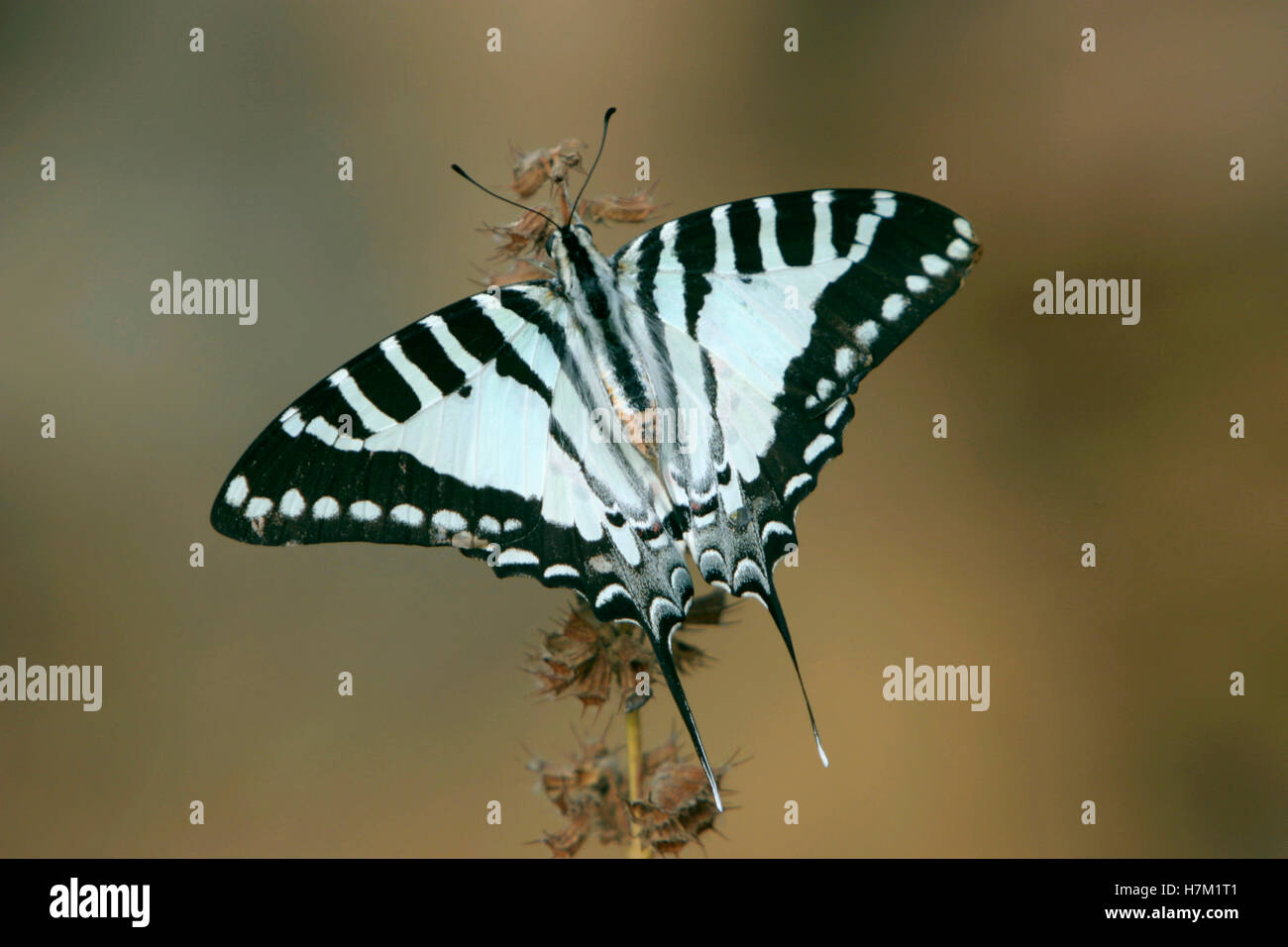 Swordtail hi-res stock photography and images - Alamy