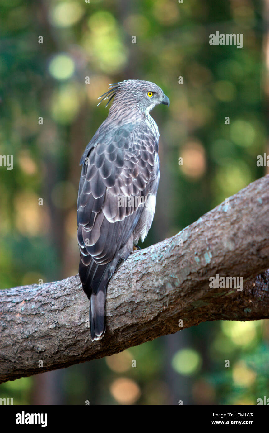 Changeable Hawk Eagle (Spizaetus cirrhatus), Kanha Madhya Pradesh ...