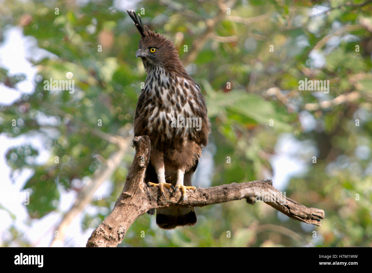 Changeable Hawk Eagle (Spizaetus cirrhatus), Kanha Madhya Pradesh ...