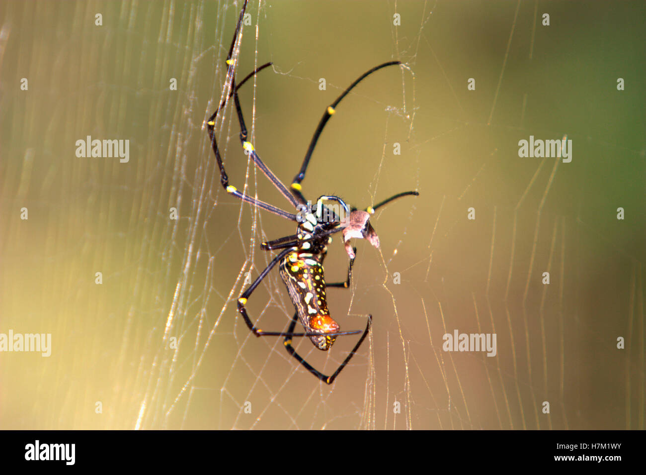 Giant wood Spider, genus Nephila, Kanha Madhya Pradesh, India Stock ...