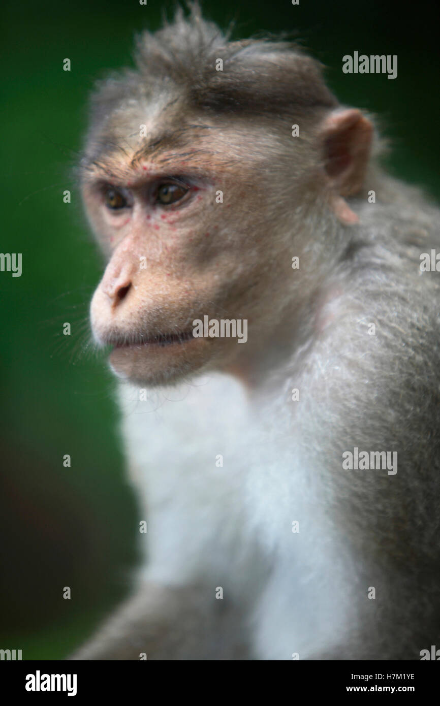 Bonet Maquac, Western Ghats, Maharashtra, India Stock Photo - Alamy