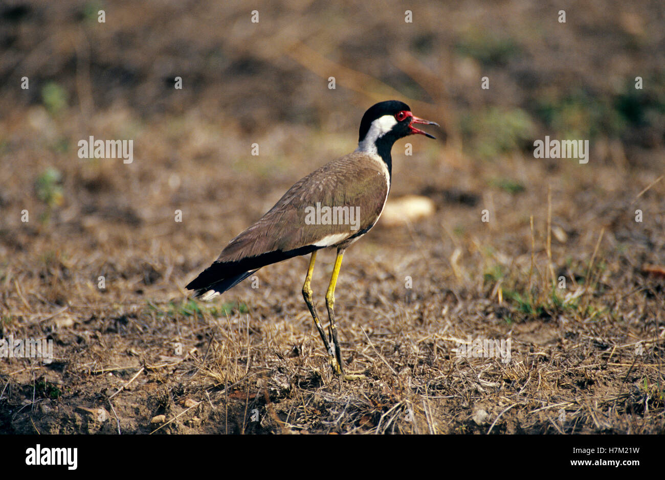 Red-wattled Lapwing, Vanellus indicus, India, indicus, forest, national ...