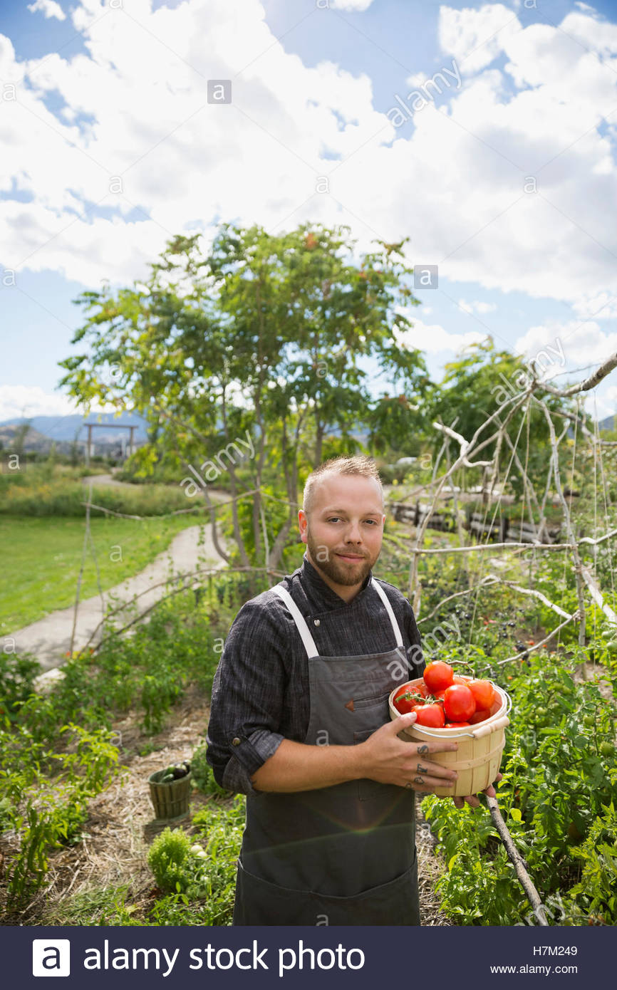 Portrait farm-to-table chef harvesting tomatoes in sunny vegetable ...