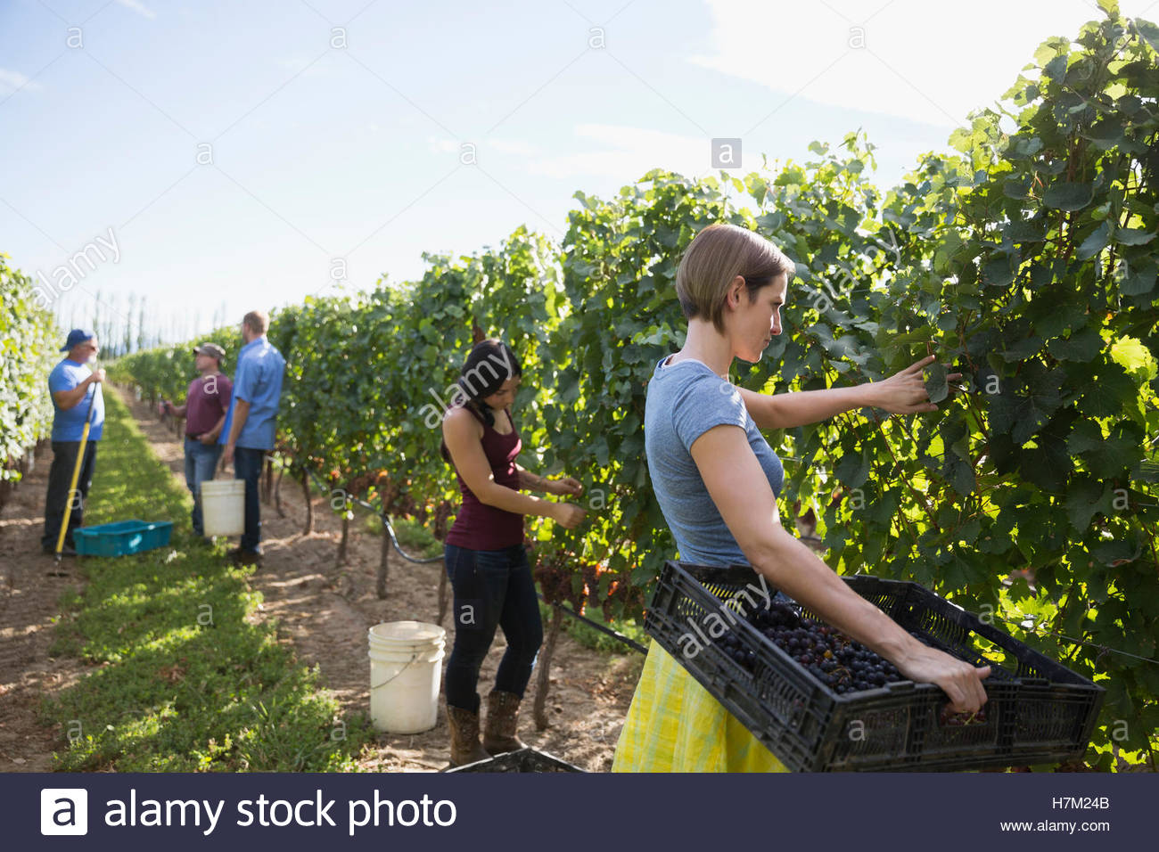 Workers harvesting grapes from vines in vineyard Stock Photo - Alamy