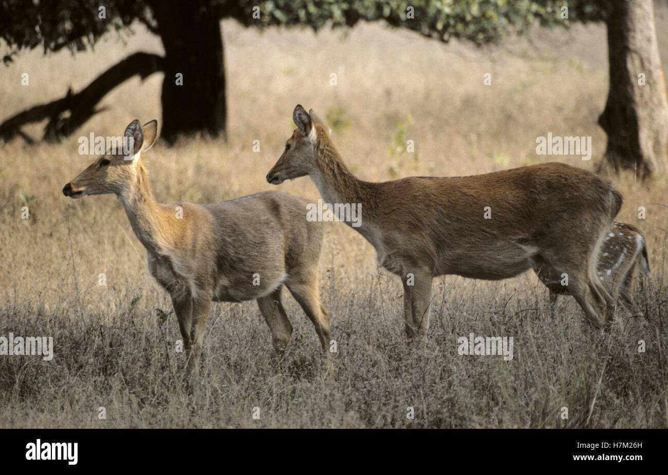 Barasingha swamp deer hi-res stock photography and images - Alamy