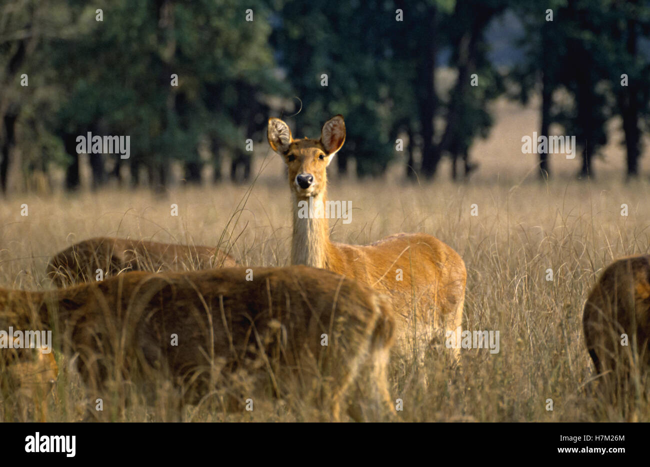 Barasingha swamp deer hi-res stock photography and images - Alamy