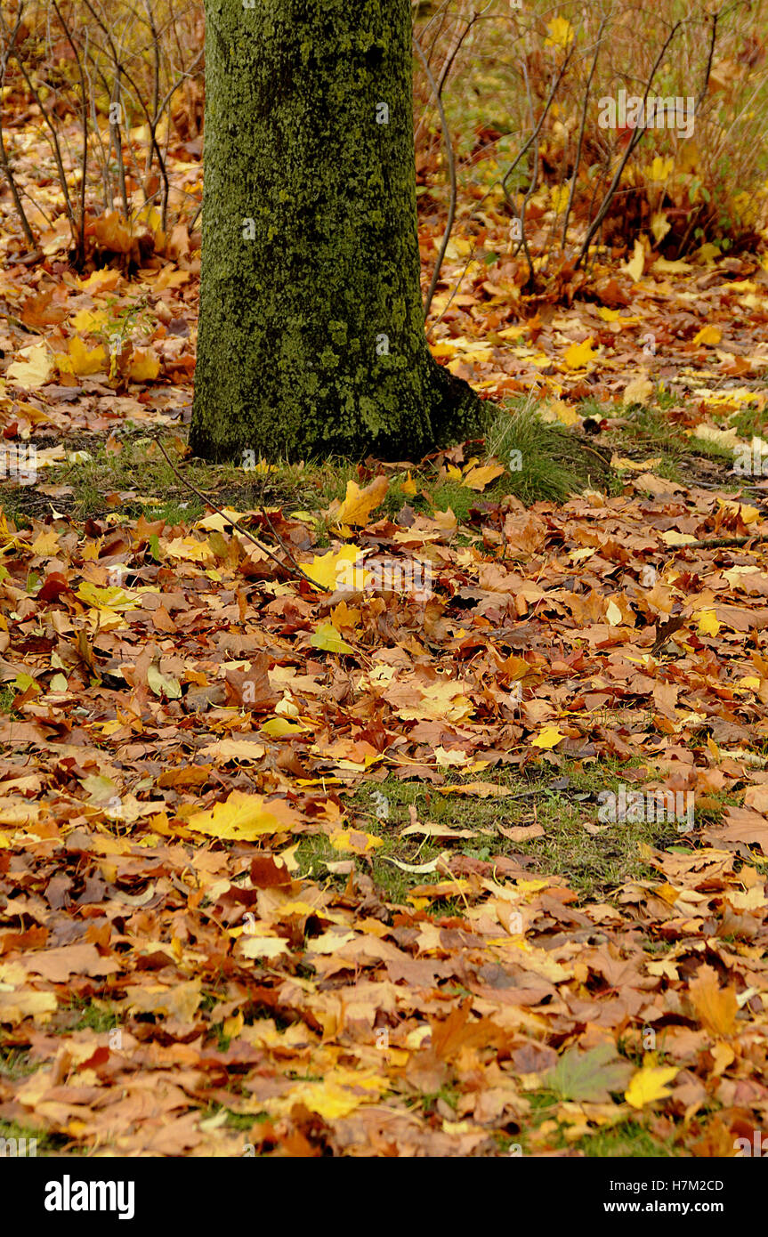 Copenhagen, Denmark. 6th Nov, 2016.Trees and leave full with autumn ...