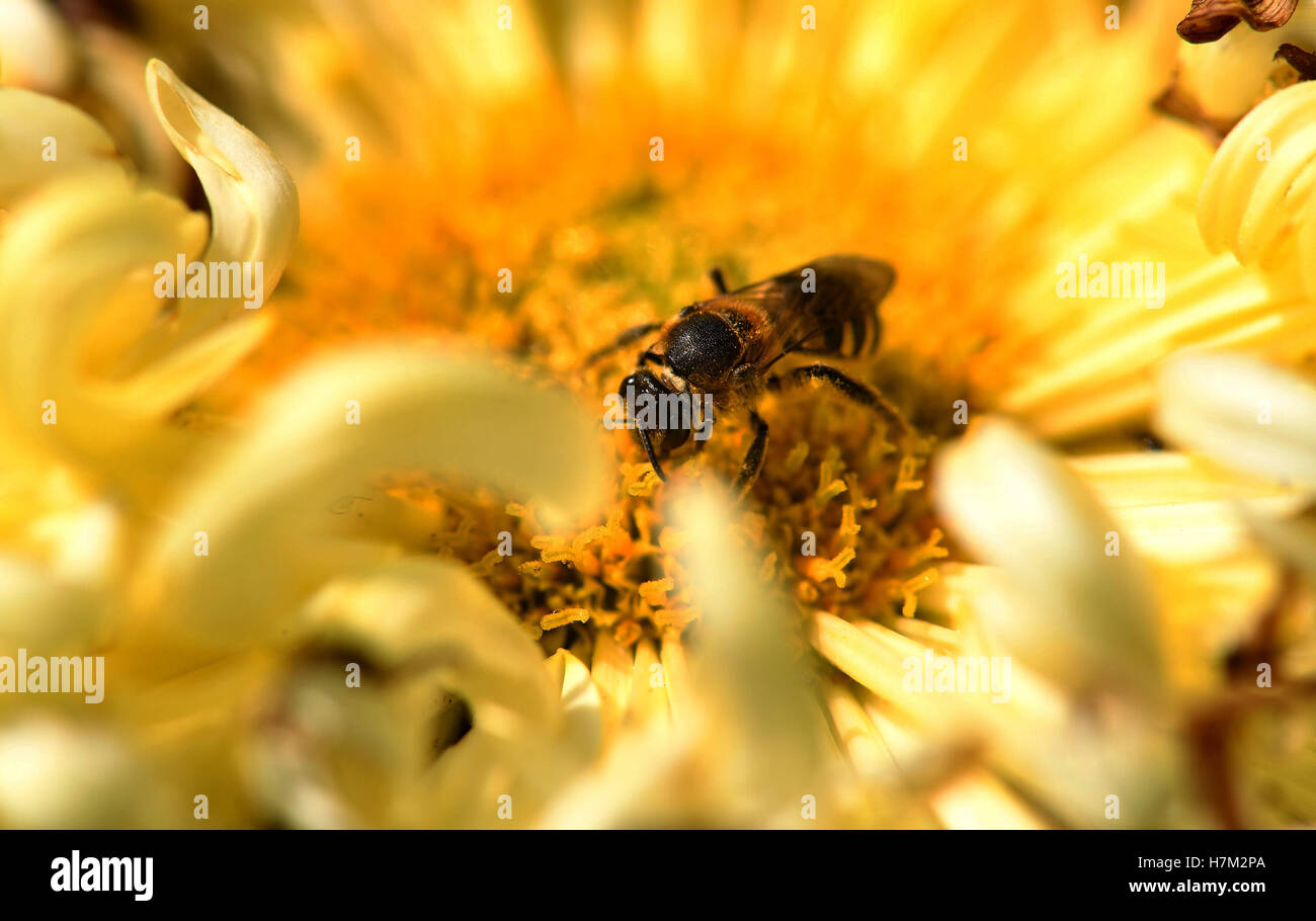 Changsha, China's Hunan Province. 6th Nov, 2016. A bee is seen on a ...