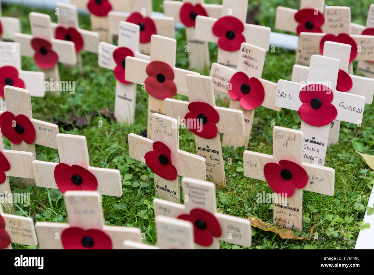Remembrance day poppy cascade hi-res stock photography and images - Alamy