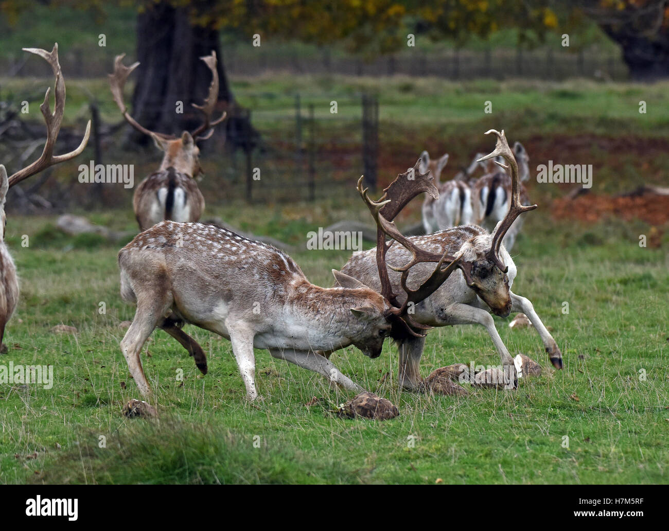 The Autumn rutting season Fallow deer bucks fighting for superiority ...