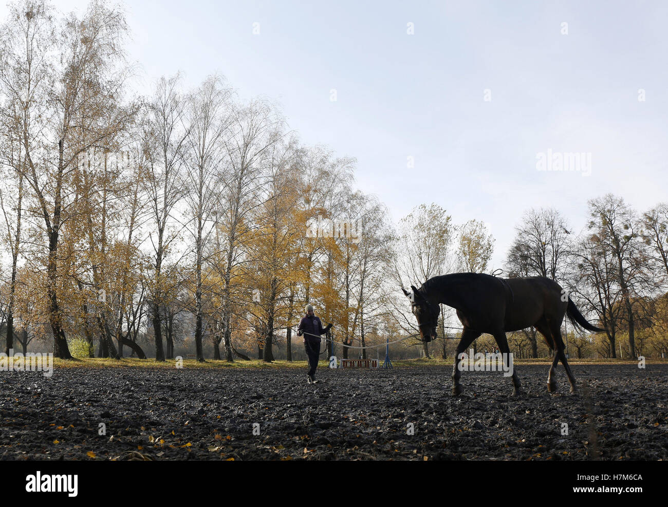 Kiev, Ukraine. 5th Nov, 2016. Girl trains the horse in the park in Kiev ...