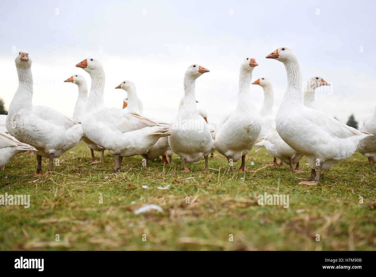 Hirschberg, Germany. 4th Nov, 2016. Geese on a meadow at the farm of ...