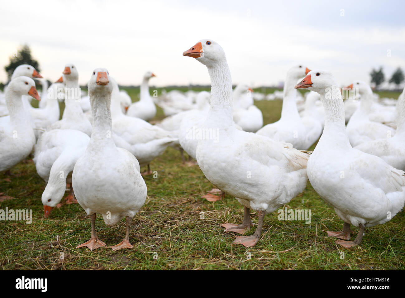 Hirschberg, Germany. 4th Nov, 2016. Geese on a meadow at the farm of ...