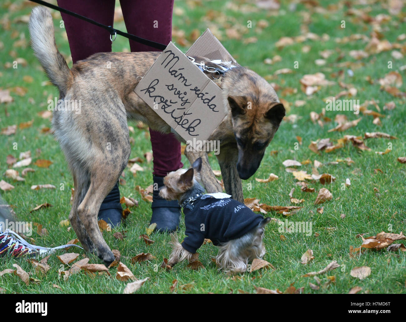 Several hundred activists, wearing animal costumes, participated in a ...