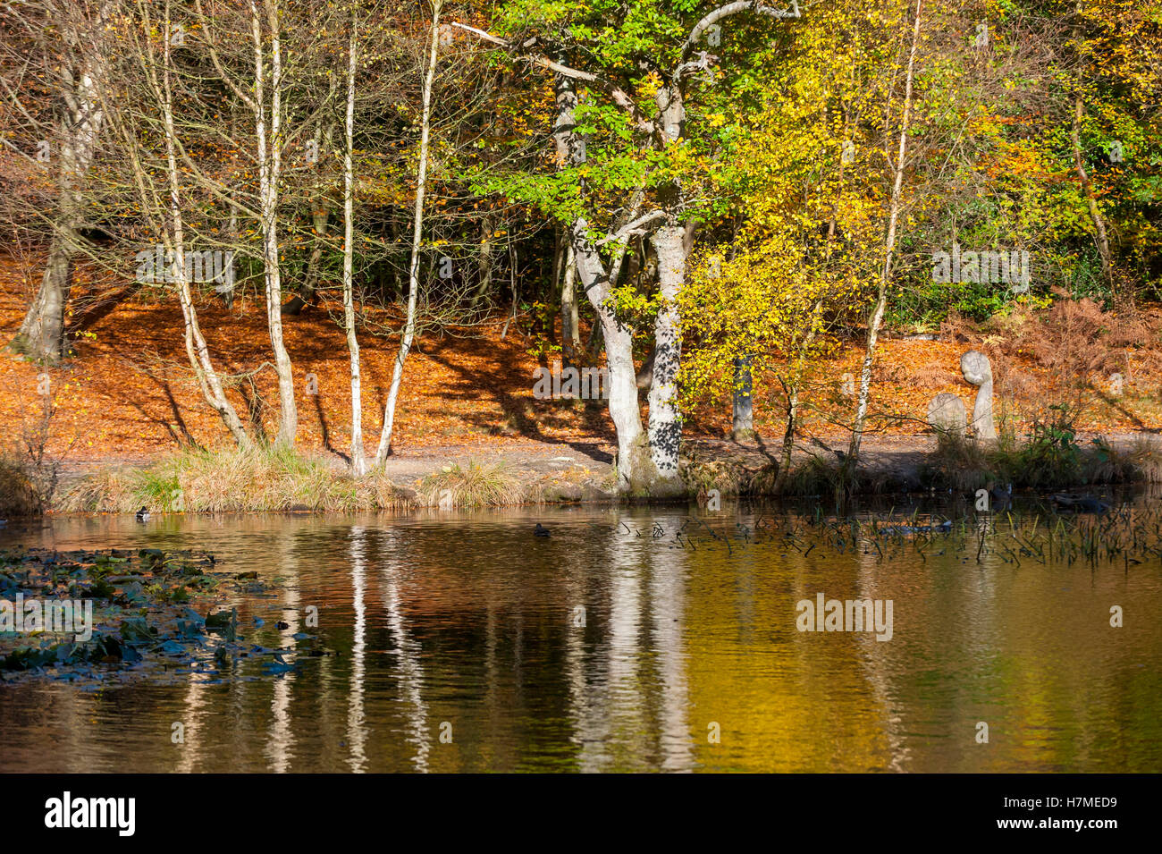 Ancient tree in burnham beeches hi-res stock photography and images - Alamy