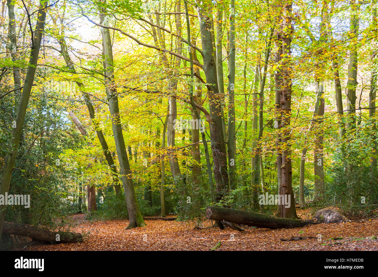 Ancient tree in burnham beeches hi-res stock photography and images - Alamy