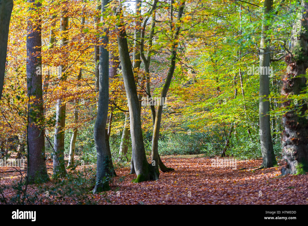 Burnham Beeches, UK. 7 November 2016. Autumn comes to Burnham Beeches ...