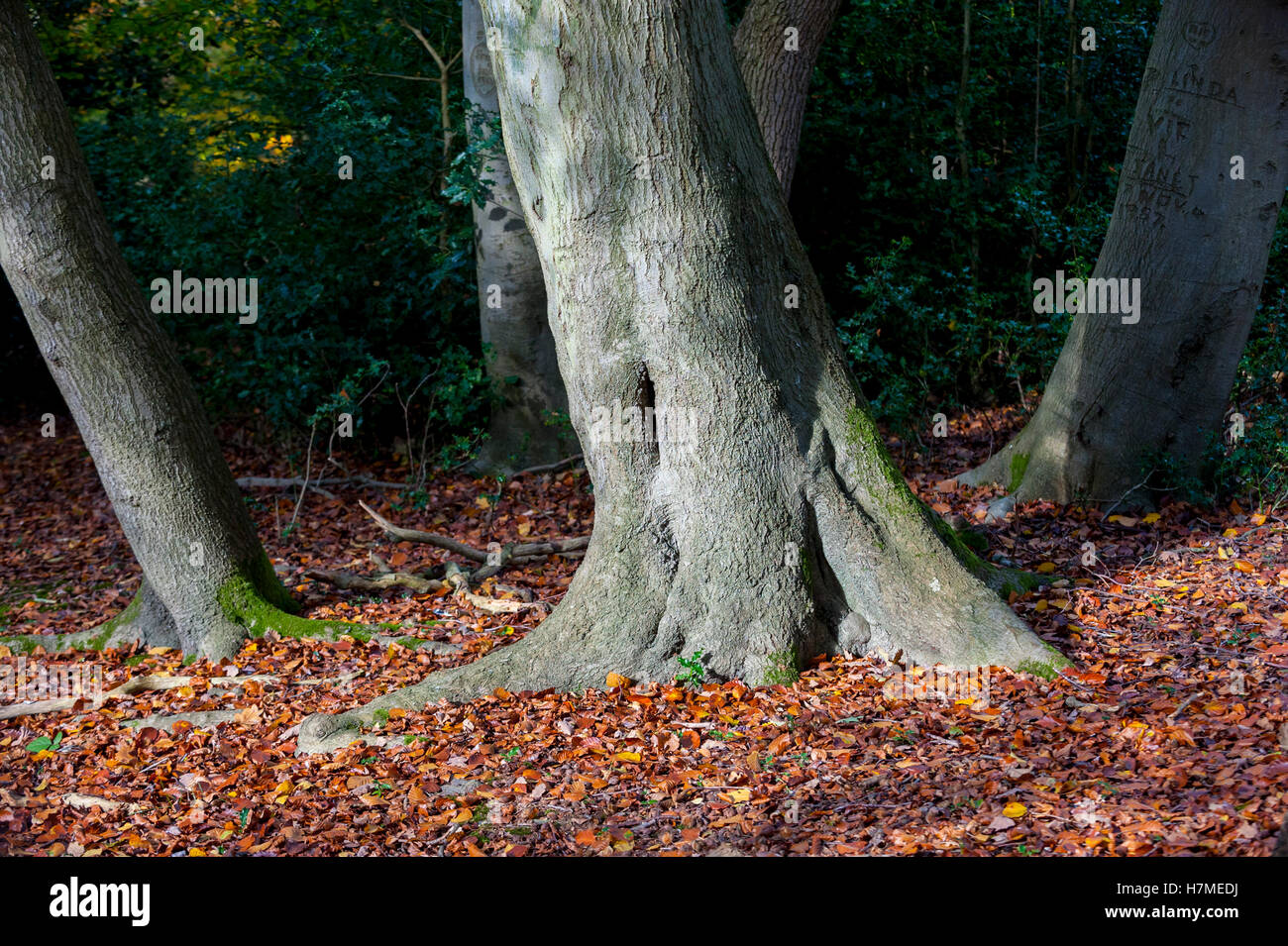 Burnham Beeches, UK. 7 November 2016. Autumn comes to Burnham Beeches ...