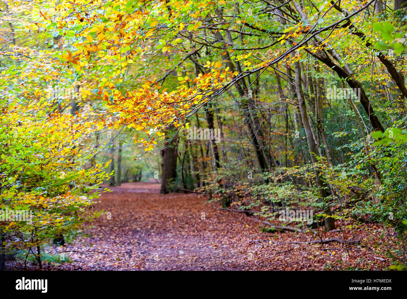 Ancient tree in burnham beeches hi-res stock photography and images - Alamy