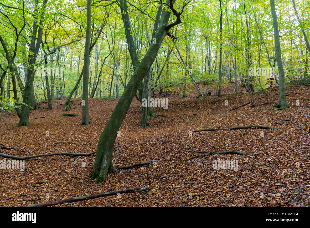 Ancient tree in burnham beeches hi-res stock photography and images - Alamy