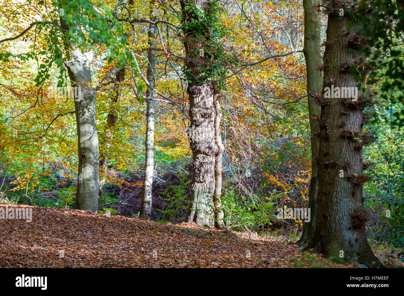 Burnham Beeches, UK. 7 November 2016. Autumn comes to Burnham Beeches ...