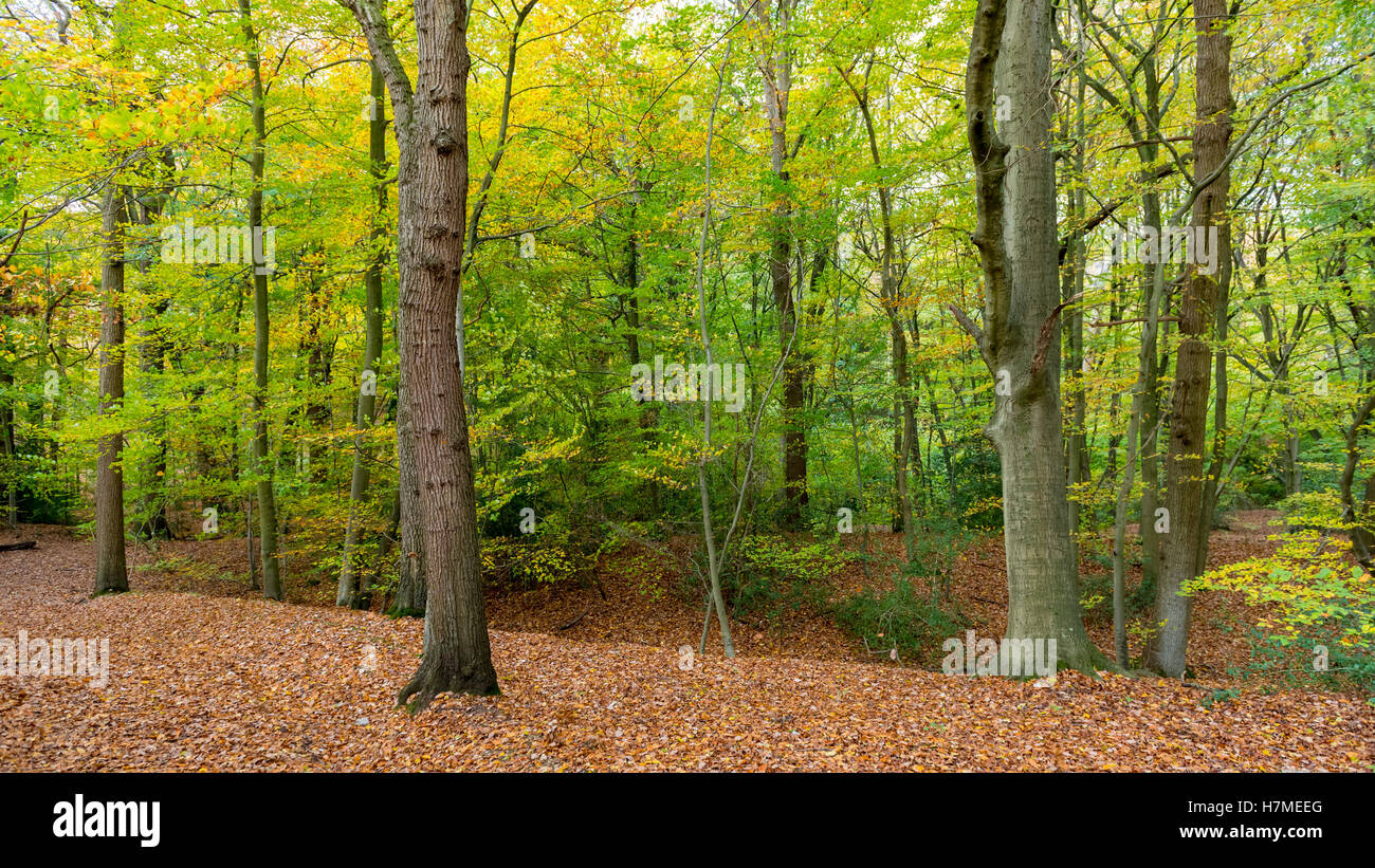 Burnham Beeches, UK. 7 November 2016. Autumn comes to Burnham Beeches ...