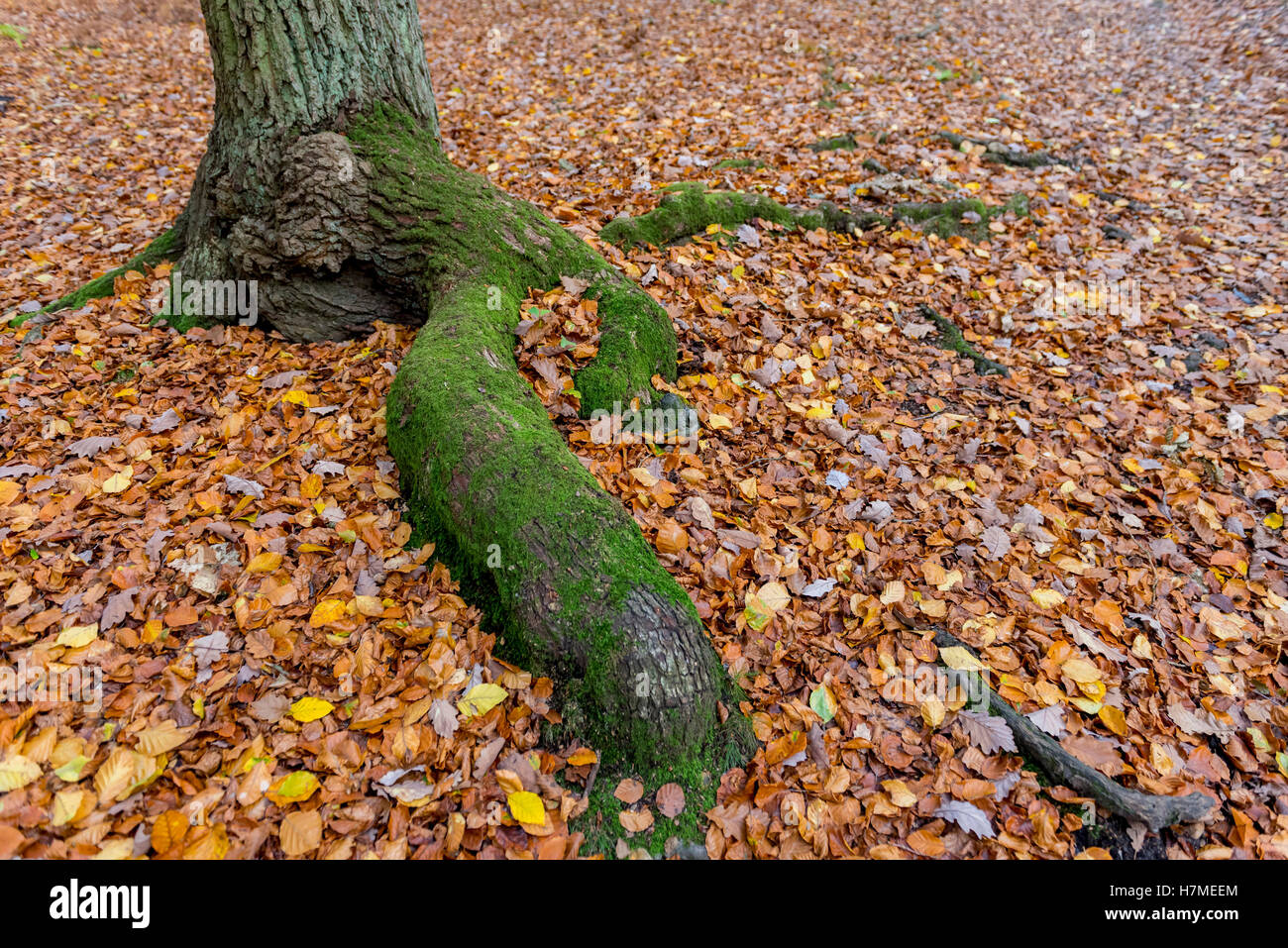 Ancient tree in burnham beeches hi-res stock photography and images - Alamy
