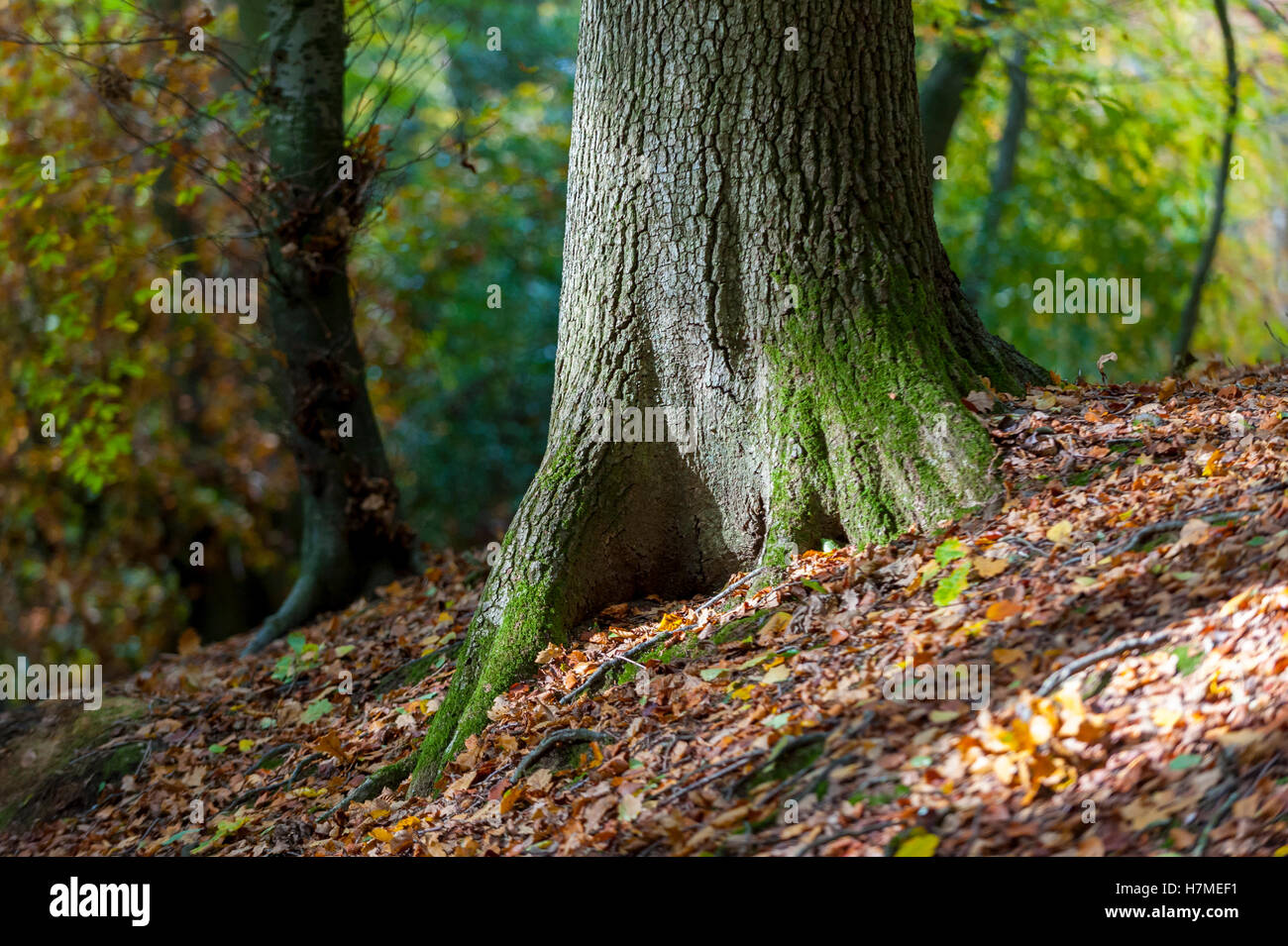 Burnham Beeches, UK. 7 November 2016. Autumn comes to Burnham Beeches ...