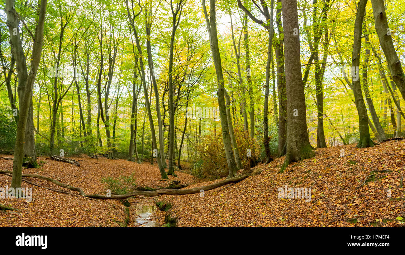 Burnham Beeches, UK. 7 November 2016. Autumn comes to Burnham Beeches ...