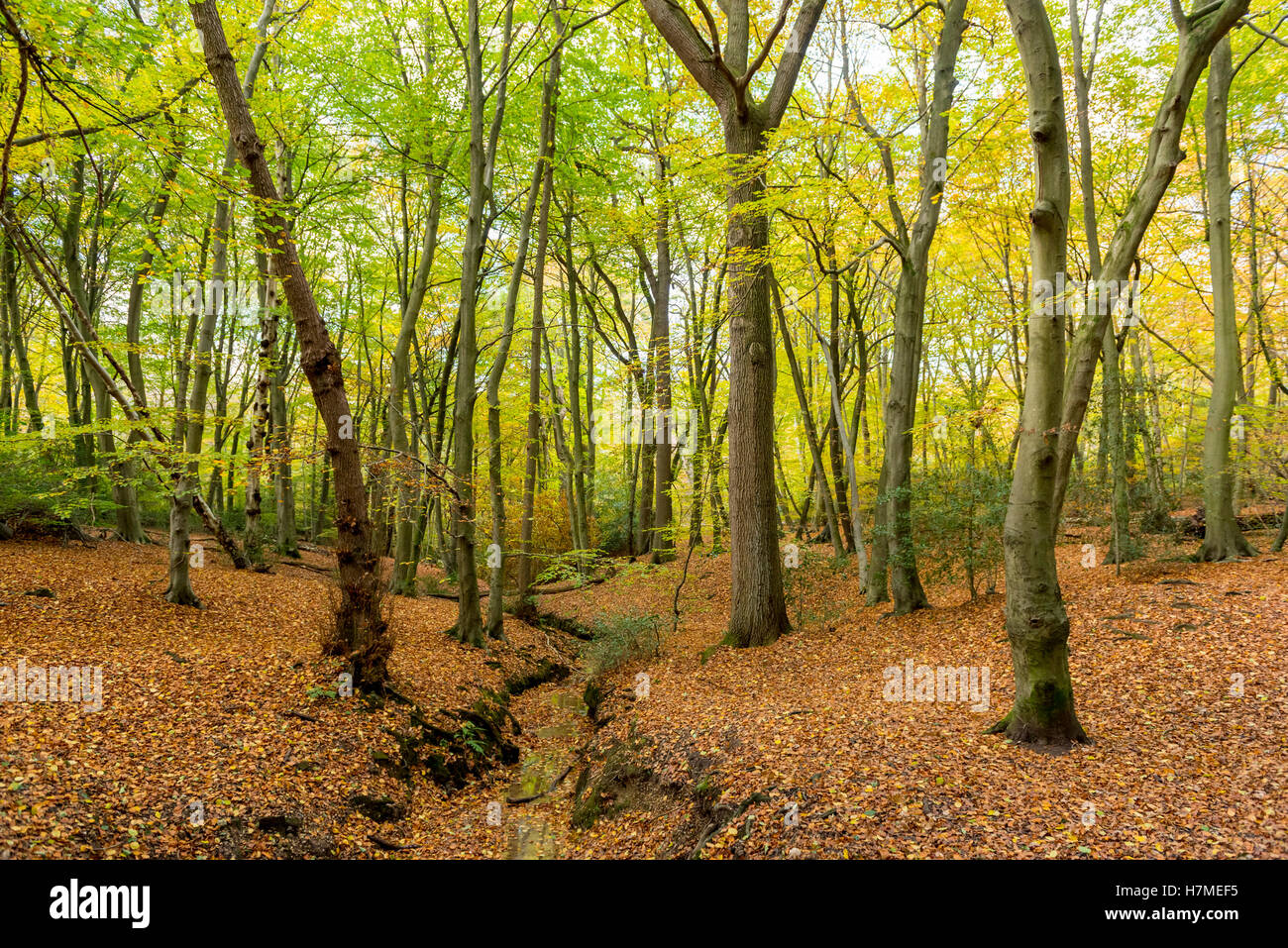 Ancient tree in burnham beeches hi-res stock photography and images - Alamy
