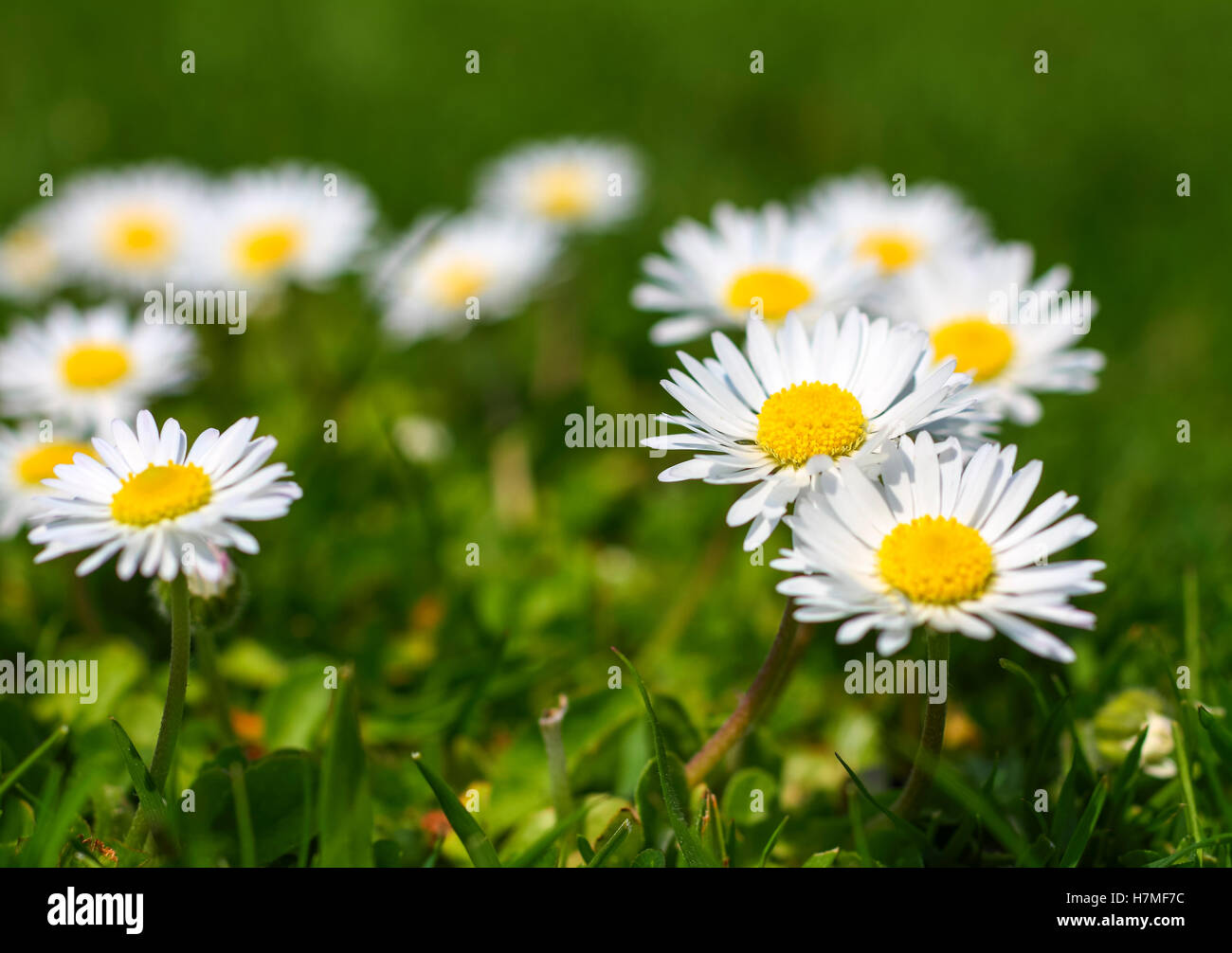 Common daises (weeds) growing in amongst a lawn during the spring Stock ...